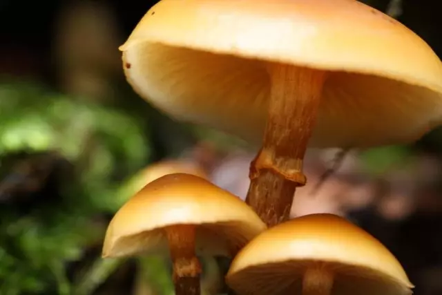 Kömelegi gysmak (süýşmeýän, Desarmillaria tabescens): kömelekleriň görnüşi, nirede we nädip ösýändigi, iýip bolýan ýa-da ýok, nahar bişirmek 12355_6