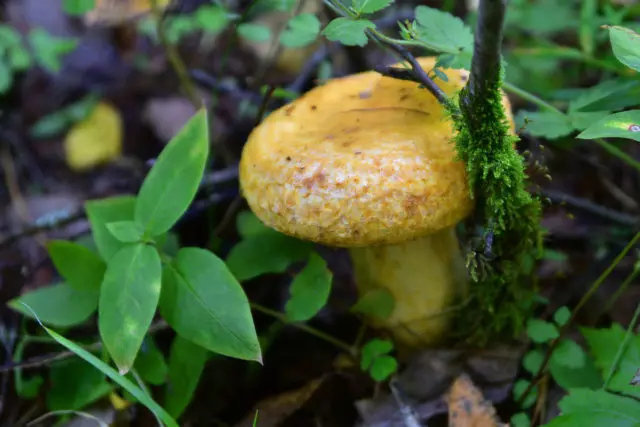 Shrinking mushroom (tsis-plam, Desarmillaria tabescens): cov nceb zoo li cas, qhov twg thiab lawv loj hlob li cas, noj tau lossis tsis tau, yuav ua li cas 12355_8