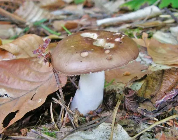 Ganze Russula: Foto und Beschreibung, wo sie wächst, verwenden 12358_1