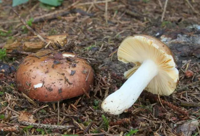 Ganze Russula: Foto und Beschreibung, wo sie wächst, verwenden 12358_2