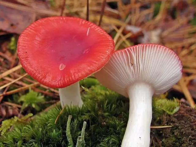 Ganze Russula: Foto und Beschreibung, wo sie wächst, verwenden 12358_3