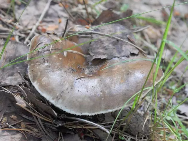 Ganz Russula: Foto a Beschreiwung, wou se wiisst, benotzt 12358_4