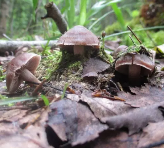 Spring webcap (Cortinarius vernus): seperti apa, di mana dan bagaimana ia tumbuh, dapat dimakan atau tidak 12359_1