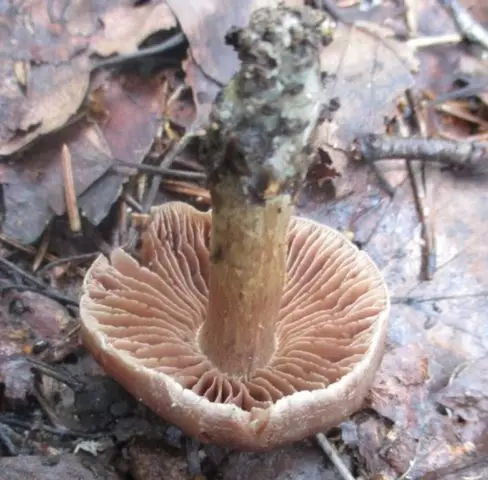 Spring webcap (Cortinarius vernus): seperti apa, di mana dan bagaimana ia tumbuh, dapat dimakan atau tidak 12359_2