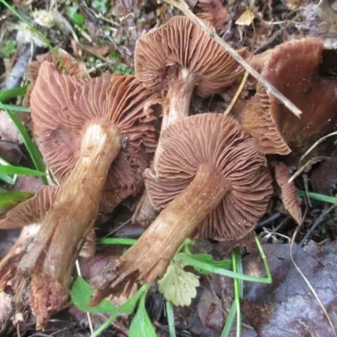 Spring webcap (Cortinarius vernus): seperti apa, di mana dan bagaimana ia tumbuh, dapat dimakan atau tidak 12359_3