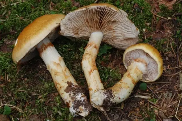 Spring webcap (Cortinarius vernus): seperti apa, di mana dan bagaimana ia tumbuh, dapat dimakan atau tidak 12359_5