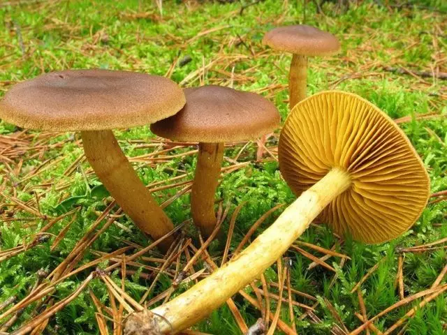 Spring webcap (Cortinarius vernus): hvordan det ser ud, hvor og hvordan det vokser, spiseligt eller ej 12359_6