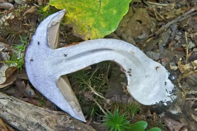 Large webcap (Cortinarius largus) : à quoi elle ressemble, où et comment elle pousse, comestible ou non 12360_3