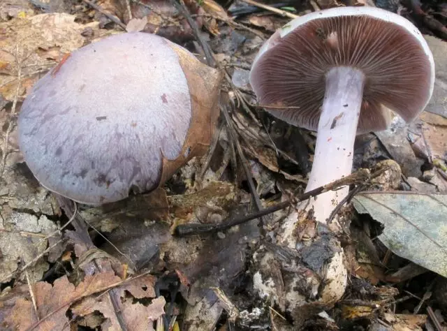 Large webcap (Cortinarius largus) : à quoi elle ressemble, où et comment elle pousse, comestible ou non 12360_4