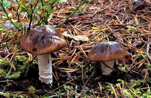 Suur veebikaas (Cortinarius largus): kuidas see välja näeb, kus ja kuidas kasvab, söödav või mitte 12360_7