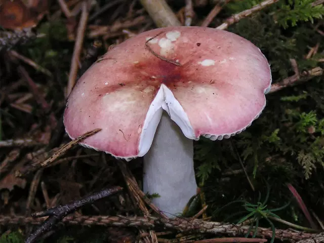 I-russula ebomvu yegazi: isithombe nencazelo, lapho ikhula khona, uhlelo lokusebenza 12368_2