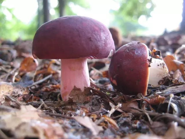 I-russula ebomvu yegazi: isithombe nencazelo, lapho ikhula khona, uhlelo lokusebenza 12368_4