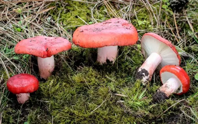 I-russula ebomvu yegazi: isithombe nencazelo, lapho ikhula khona, uhlelo lokusebenza 12368_5