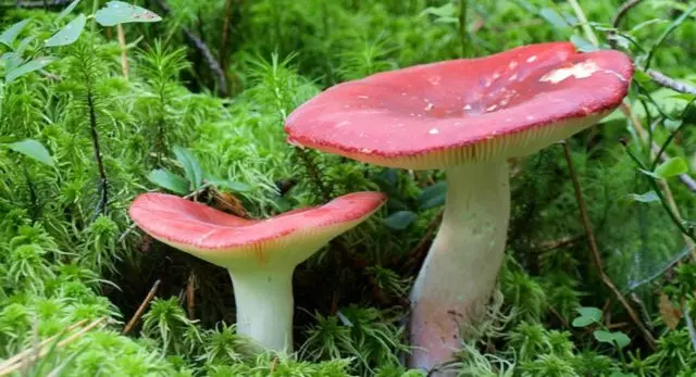 Marsh russula: hvordan man laver mad, hvor det vokser, beskrivelse og foto af svampen 12370_1