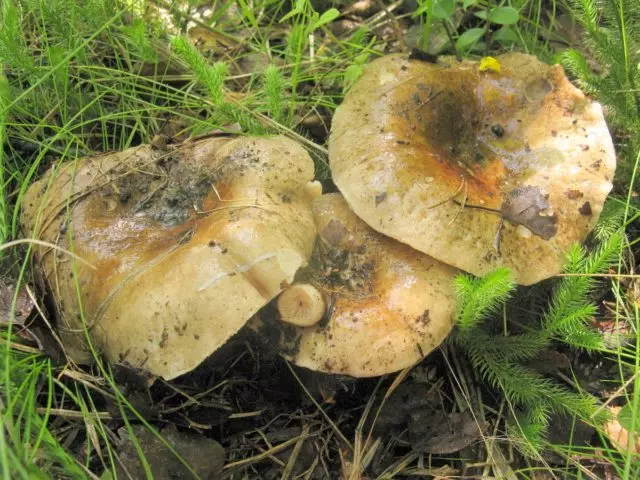 Marsh russula: hvordan man laver mad, hvor det vokser, beskrivelse og foto af svampen 12370_12