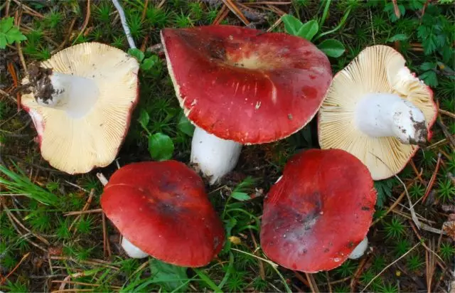 Marsh russula: របៀបចំអិនកន្លែងដែលវាដុះការពិពណ៌នានិងរូបថតនៃផ្សិត 12370_2