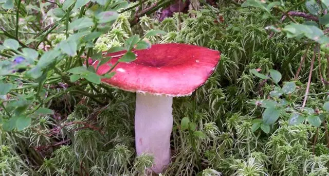 Marsh russula: hvordan man laver mad, hvor det vokser, beskrivelse og foto af svampen 12370_4