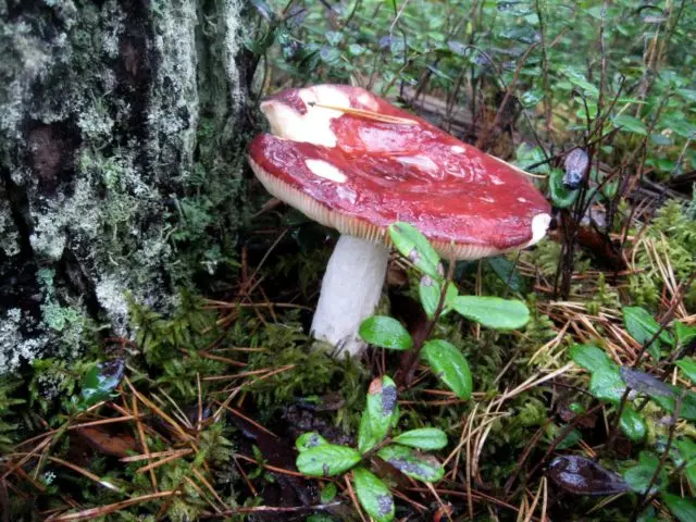 Marsh russula: hvordan man laver mad, hvor det vokser, beskrivelse og foto af svampen 12370_5