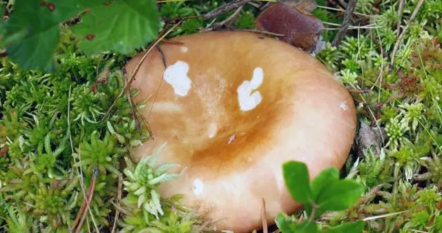 Marsh russula: kako kuhati, kje raste, opis in fotografija gobe 12370_9