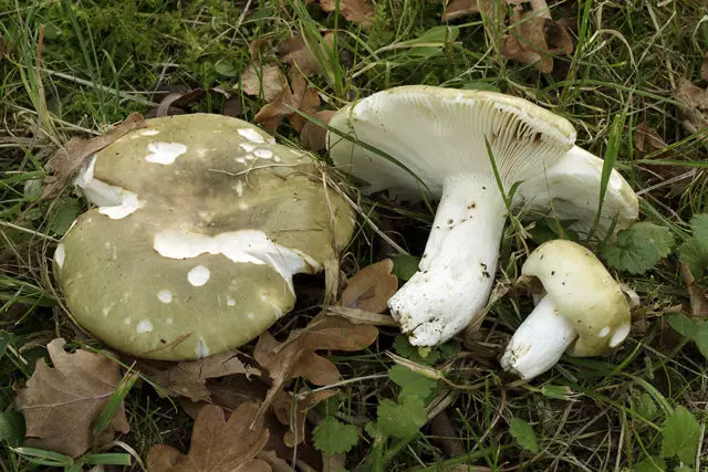 कांटा russula: विवरण, यो कहाँ बढ्छ, यो कसरी देखिन्छ, फोटो 12373_1