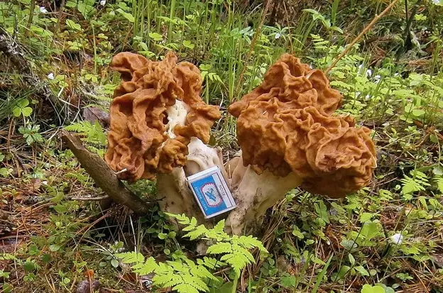 Obří linie (velká, gigantická, Gyromitra gigas): jak houby vypadají, kde a jak rostou, jsou jedlé nebo ne 12382_1