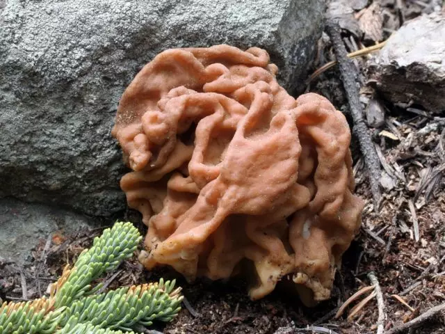 Mstari mkubwa (mkubwa, mkubwa, Gyromitra gigas): ni uyoga gani anayeonekana, wapi na jinsi anavyokua, je, ni chakula au la 12382_2