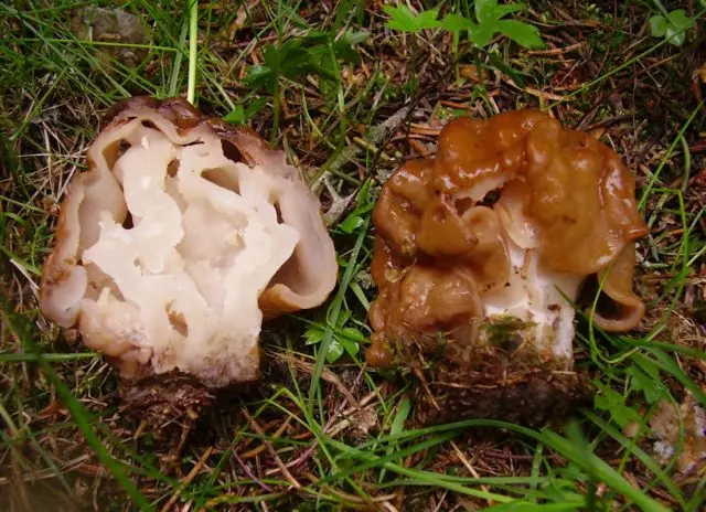 Mstari mkubwa (mkubwa, mkubwa, Gyromitra gigas): ni uyoga gani anayeonekana, wapi na jinsi anavyokua, je, ni chakula au la 12382_3