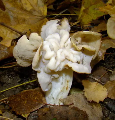 Reuzenlijn (groot, gigantisch, Gyromitra gigas): hoe zien paddenstoelen eruit, waar en hoe groeien ze, zijn ze eetbaar of niet 12382_4