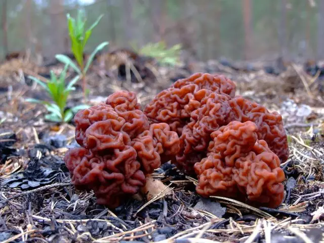 Mstari mkubwa (mkubwa, mkubwa, Gyromitra gigas): ni uyoga gani anayeonekana, wapi na jinsi anavyokua, je, ni chakula au la 12382_5