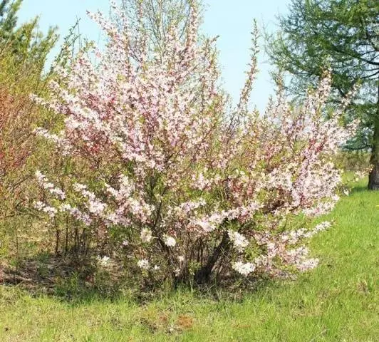 Lagona fuga cherry: faʻamatalaga o le eseesega, ata, iloiloga 12395_3