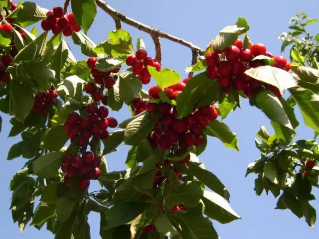 Kirsebær: hvorfor den ikke bærer frukt, hvorfor den blomstrer, men det er ingen bær, vil en bære frukt 12399_1