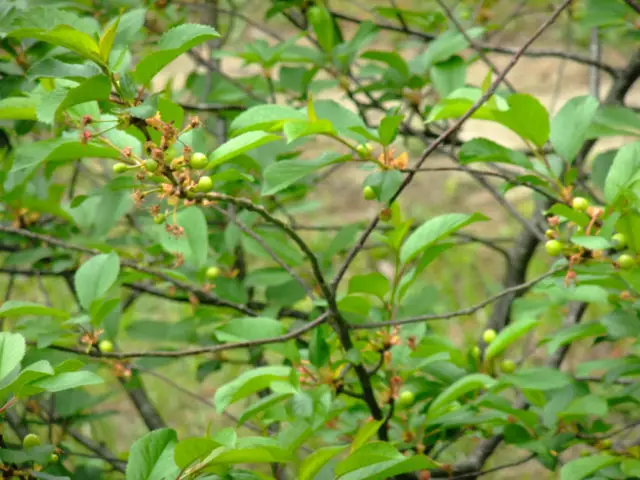 Körsbär: varför det inte bär frukt, varför det blommar, men det finns inga bär, kommer man att bära frukt 12399_10