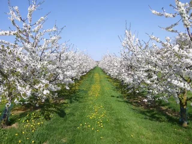 Kirsebær: hvorfor den ikke bærer frukt, hvorfor den blomstrer, men det er ingen bær, vil en bære frukt 12399_16