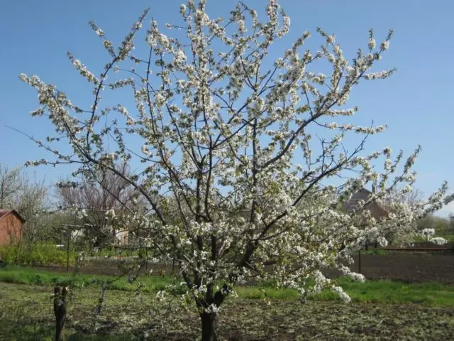 Kirsebær: hvorfor den ikke bærer frukt, hvorfor den blomstrer, men det er ingen bær, vil en bære frukt 12399_3