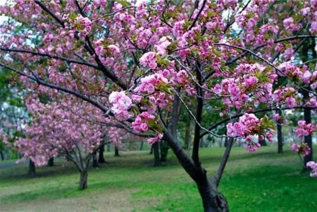 Körsbär: varför det inte bär frukt, varför det blommar, men det finns inga bär, kommer man att bära frukt 12399_4