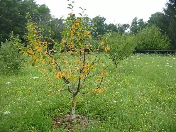 Kirsebær: hvorfor den ikke bærer frukt, hvorfor den blomstrer, men det er ingen bær, vil en bære frukt 12399_7