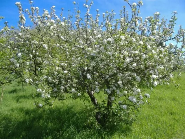 Kirsebær: hvorfor den ikke bærer frukt, hvorfor den blomstrer, men det er ingen bær, vil en bære frukt 12399_9