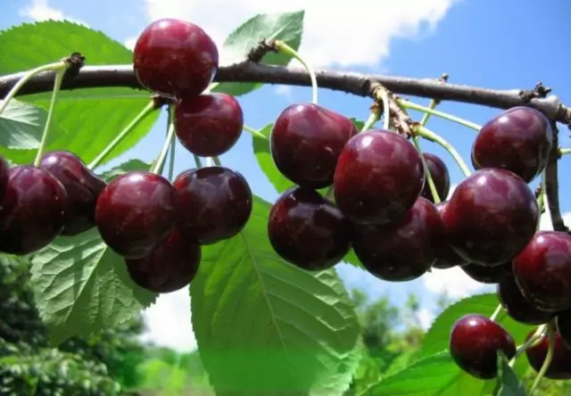 Cherry (hartoch, swiete kers, swiete kers, VCG) Miracle (Miracle cherry): beskriuwing fan ferskaat, foto's, resinsjes, plantsje en fersoargje 12400_1