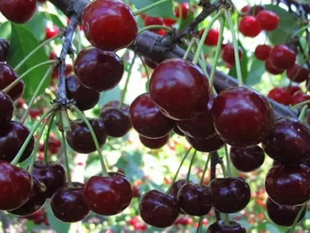 Cherry (hartoch, swiete kers, swiete kers, VCG) Miracle (Miracle cherry): beskriuwing fan ferskaat, foto's, resinsjes, plantsje en fersoargje 12400_13