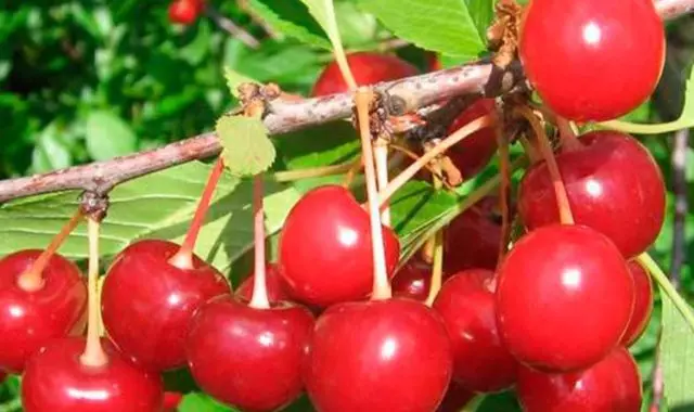 Ни өчен чия ботаклары һәм яфраклары коры: чәчәк атканнан соң, кыштан соң резиналар агып тора, нәрсә эшләргә, торгызырга мөмкинме? 12401_13