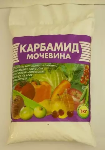 Ни өчен чия ботаклары һәм яфраклары коры: чәчәк атканнан соң, кыштан соң резиналар агып тора, нәрсә эшләргә, торгызырга мөмкинме? 12401_21