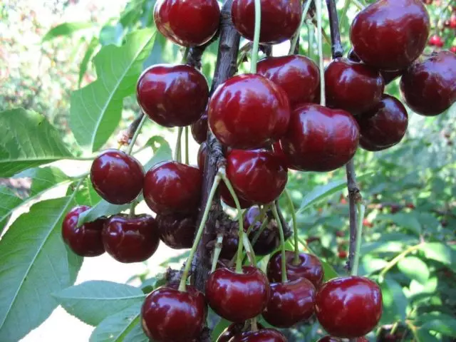 Cherry (duke, GVCh, cheri nziza) Umuforomo: ibisobanuro bitandukanye, amafoto, gusubiramo, ibyangiza, ibiranga ubuhinzi 12407_1