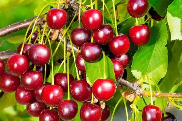 Cherry Morel (Amorel): Bryansk, đen, hồng, giống, đặc điểm và mô tả về giống, cách trồng và chăm sóc, trồng trọt 12408_14