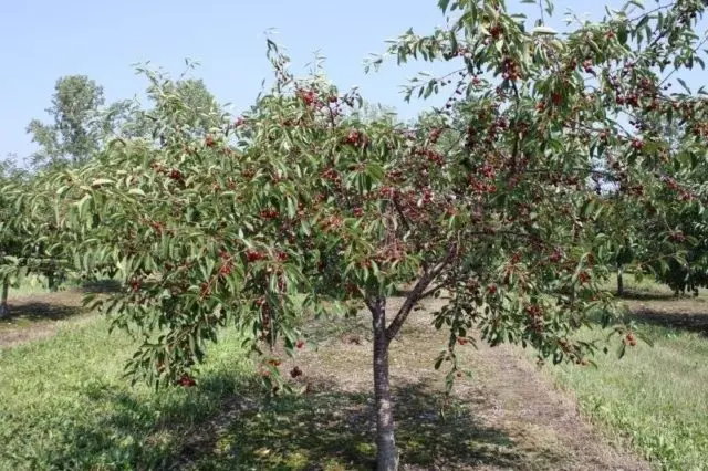 Cherry Morel (Amorel): Bryansk, qara, çəhrayı, növlər, növlərin xüsusiyyətləri və təsviri, əkin və qulluq, becərmə 12408_20