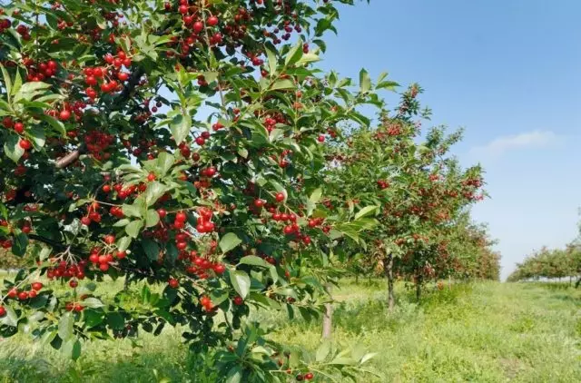 Cherry Morel (Amorel): Bryansk, sort, lyserød, sorter, karakteristika og beskrivelse af sorter, plantning og pleje, dyrkning 12408_8