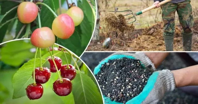 Como alimentar as cerejas na primavera para que dêem frutos: um esquema para alimentar árvores velhas, adultas, jovens e floridas 12411_1