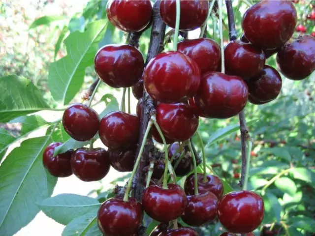 Com alimentar les cireres a la primavera perquè fructifiquin: un esquema per alimentar arbres vells, adults, joves i florits 12411_10