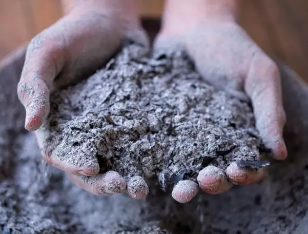 Como alimentar as cerejas na primavera para que dêem frutos: um esquema para alimentar árvores velhas, adultas, jovens e floridas 12411_16