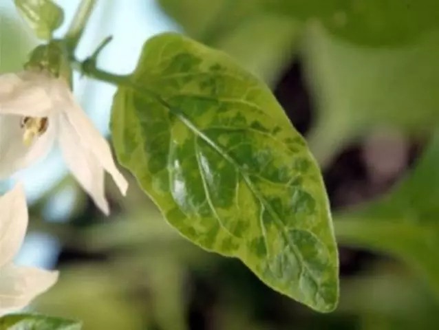 Paprika avoimeen maahan Moskovan alueella: lajikkeet, viljely ja hoito 12433_12