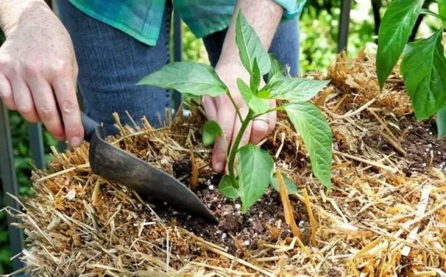 Мәскеу облысында ашық жерге арналған тәтті бұрыш: сорттар, өсіру және күтім 12433_32